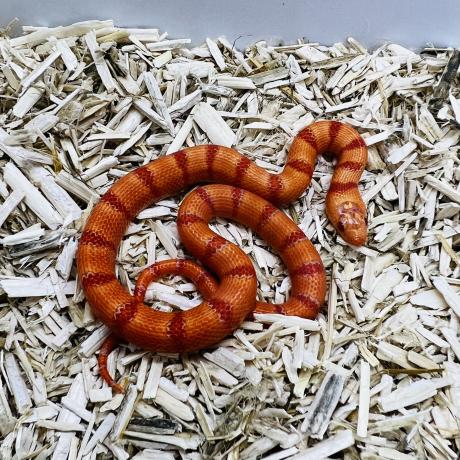 Variable Kingsnake - Lampropeltis mexicana thayeri