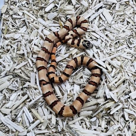 Variable Kingsnake - Lampropeltis mexicana thayeri