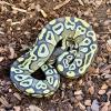 Royal Python or Ball Python - Python regius