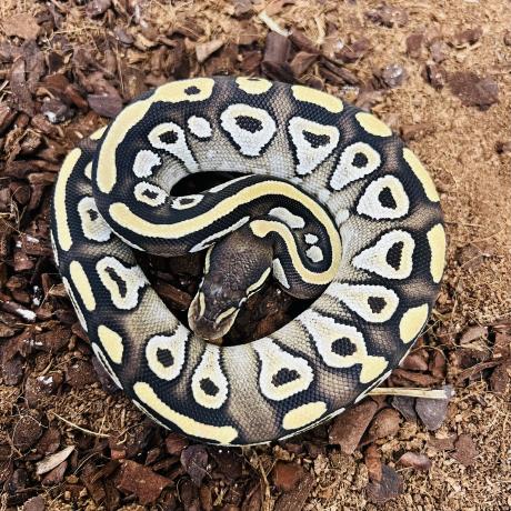 Royal Python or Ball Python - Python regius