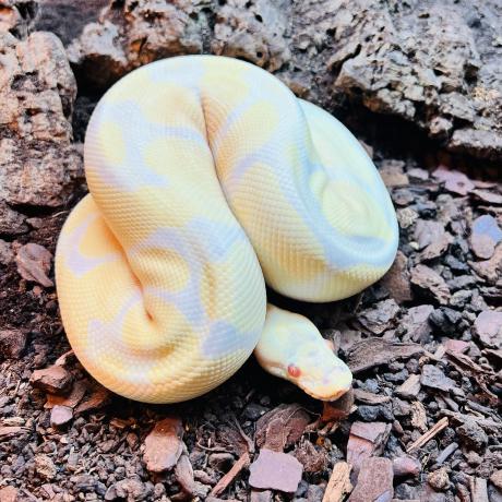 Royal Python or Ball Python - Python regius