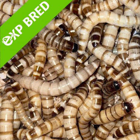Live Morio Worms or Superworms - Zophobos morio