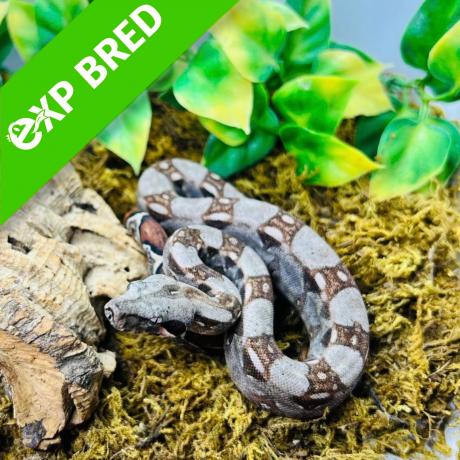 Common Boa Constrictor - Boa constrictor imperator