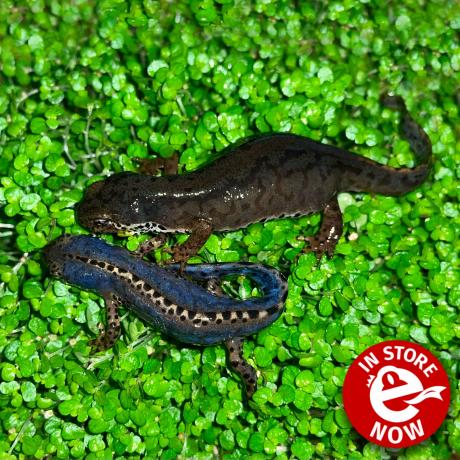 Alpine Newt - Ichthyosaura alpestris alpestris