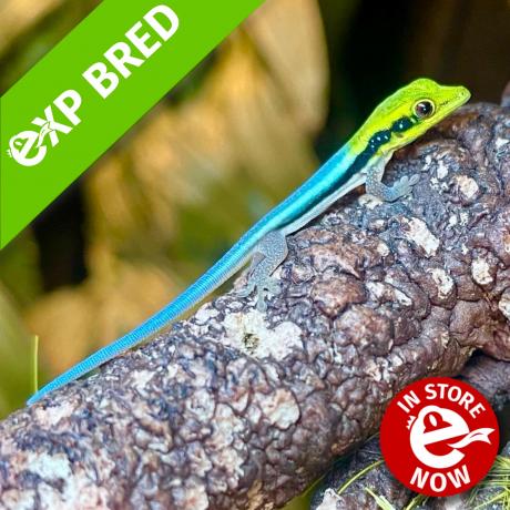 Neon Day Gecko - Phelsuma klemmeri