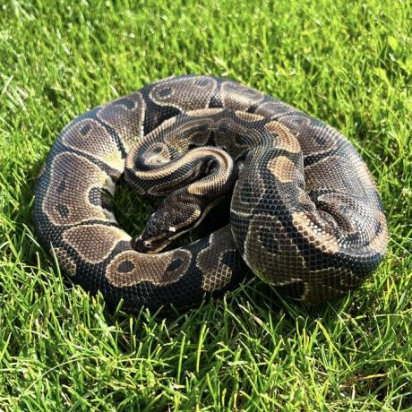Royal Python or Ball Python - Python regius
