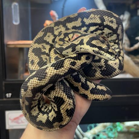 Carpet Python - Morelia spilota