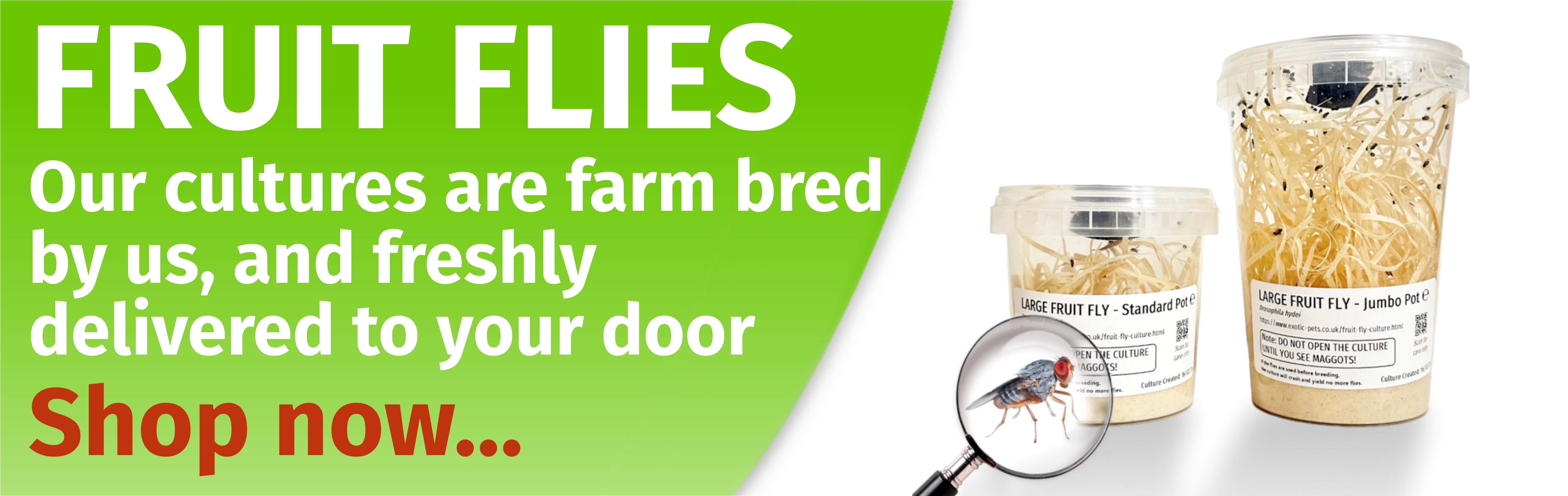 Exotic Pets - Amphibian, Reptile and Invert UK exotic pet shop