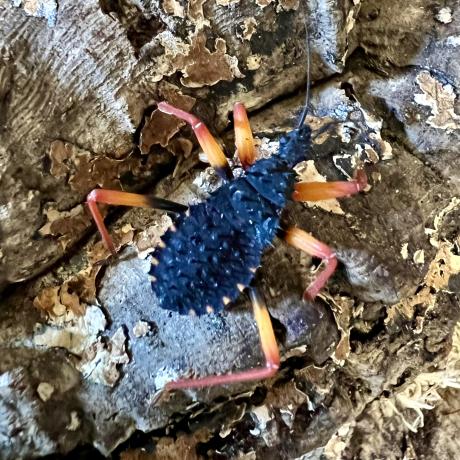 Assassin Bug - Various species
