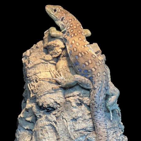 European Eyed Lizard - Timon lepidus