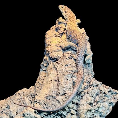 European Eyed Lizard - Timon lepidus