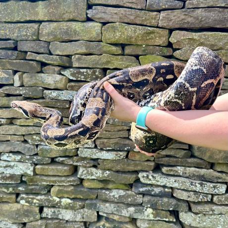 Common Boa Constrictor - Boa constrictor imperator