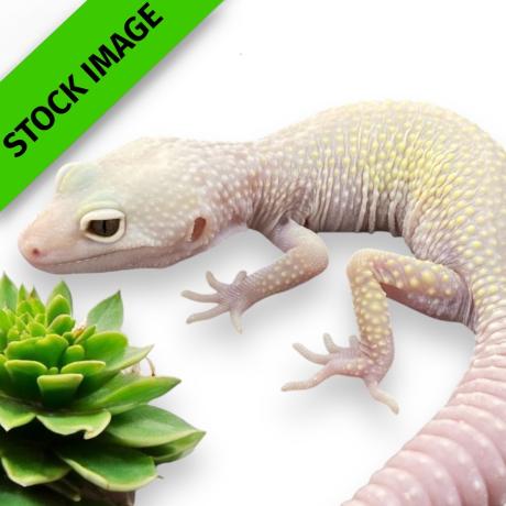 Leopard Gecko - Eublepharis macularius