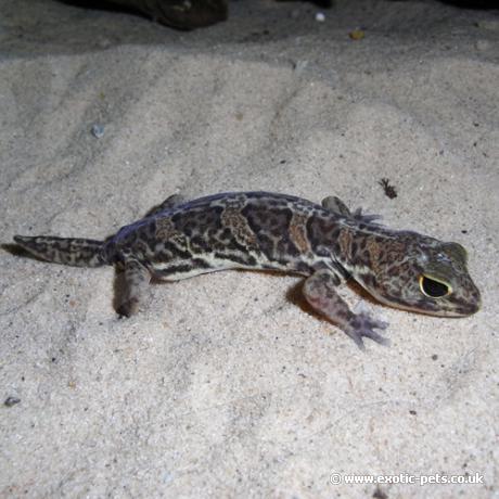 African Clawed Gecko - African Clawed Gecko