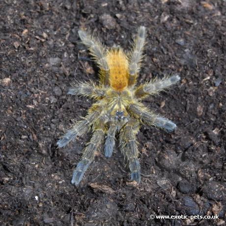 Orange Starburst Baboon - Spiderling - Orange Baboon