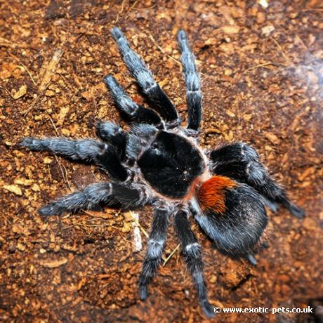 Chile Flame Tarantula - Chile Flame Tarantula