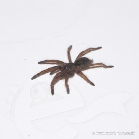 Eastern Horned Baboon - Ceratogyrus darlingi