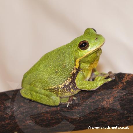 Barking Tree Frog - Hyla gratiosa