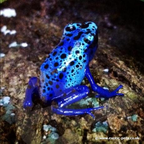 Blue Poison Dart Frog - Dendrobates tinctorius azureus