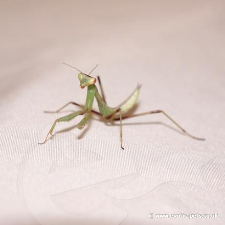 Giant Asian Mantis - Hierodula membranacea