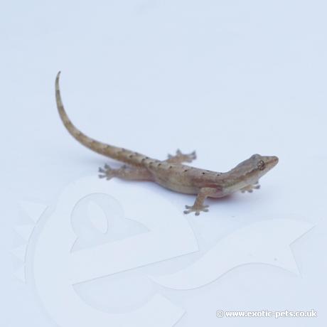 Mourning Gecko - Lepidodactylus lugubris