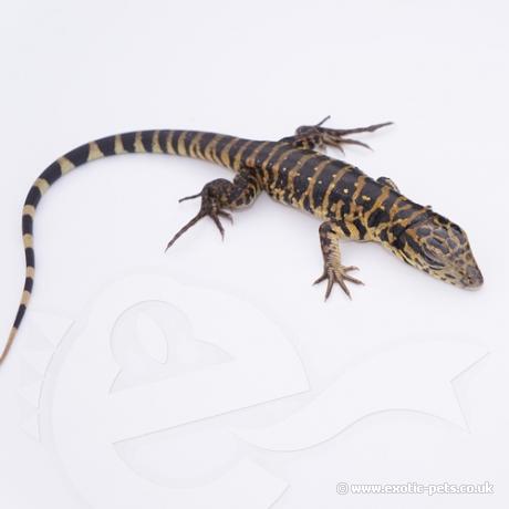 Golden Tegu - Tupinambis teguixin