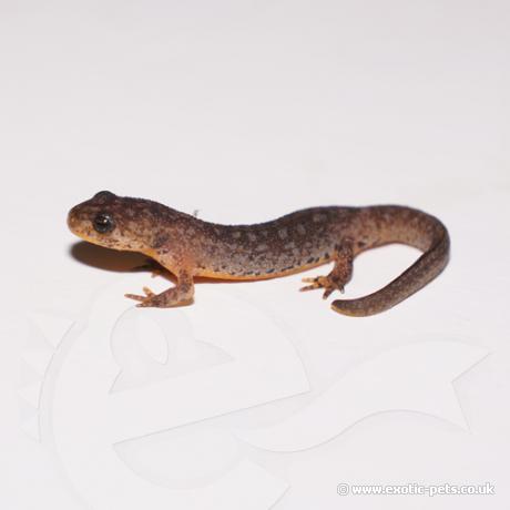 Alpine Newt - Baby - Alpine Newt