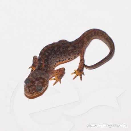 Alpine Newt - Ichthyosaura alpestris alpestris