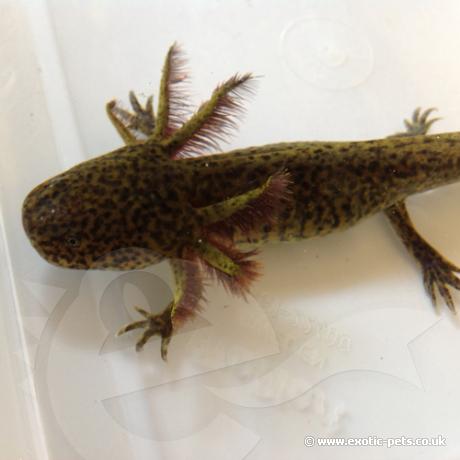 Axolotl - Ambystoma mexicanum
