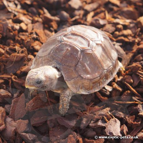 Bells Hinged Back Tortoise - Kinixys belliana
