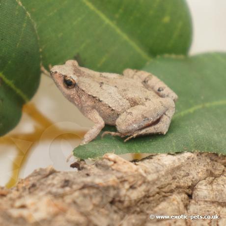 Ornate Pygmy Frog - Sideview - Ornate Pygmy Frog