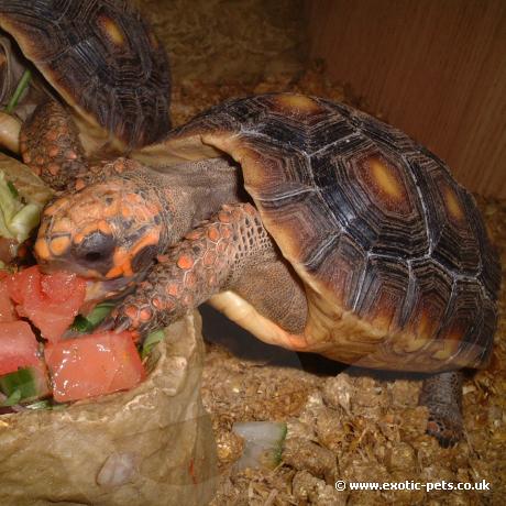 Red Foot Tortoise feeding - Red Foot Tortoise