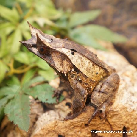 Long Nosed Horned Frog - Long Nosed Horned Frog