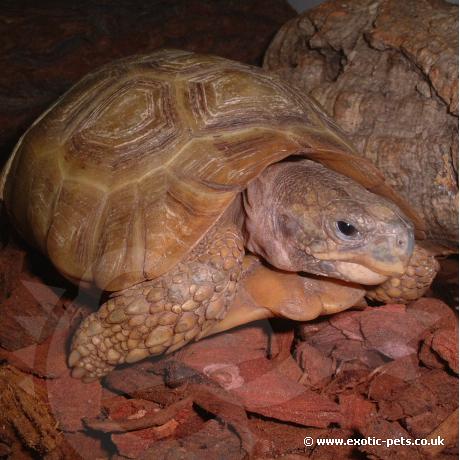 Bells Hing Back Tortoise resting - Bells Hinged Back Tortoise