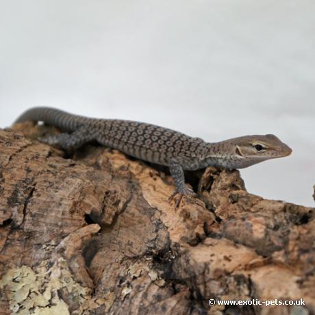 Freckled Monitor - Baby - Freckled Monitor