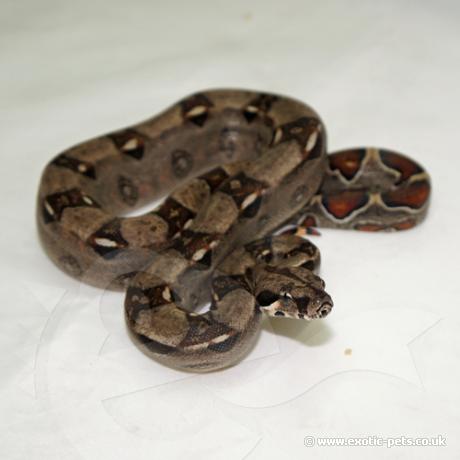 Common Boa Constrictor - Boa constrictor imperator