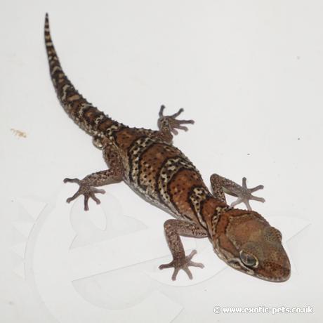 Madagascan Ground Gecko - Paroedura pictus