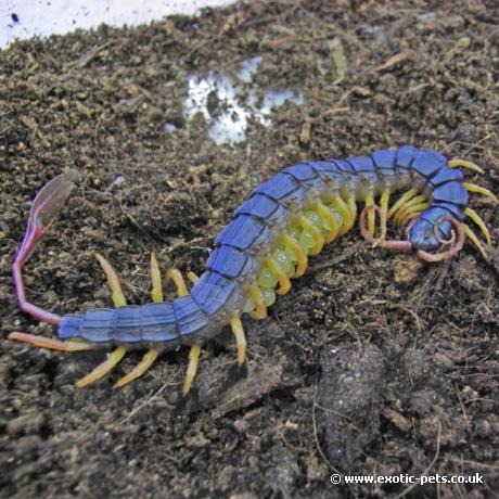 Tanzanian Fan Tailed Centipede with eggs - Fan Tailed Centipedes