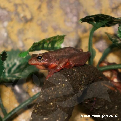 Variable Reed Frog - Variable Reed Frog