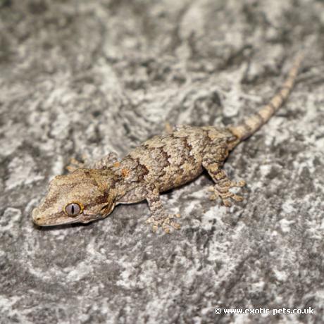 Gargoyle Gecko - Rhacodactylus auriculatus