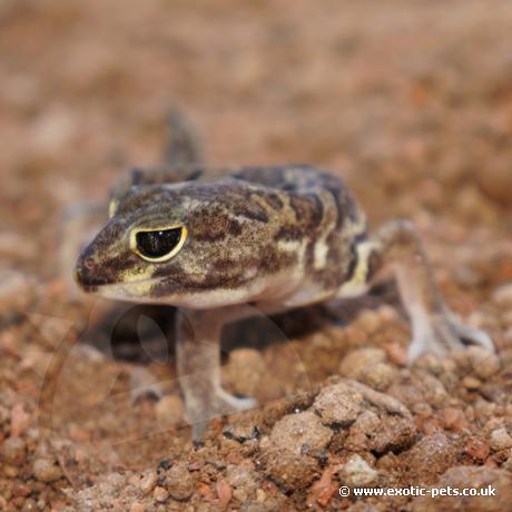 African Clawed Gecko - Close up view - African Clawed Gecko