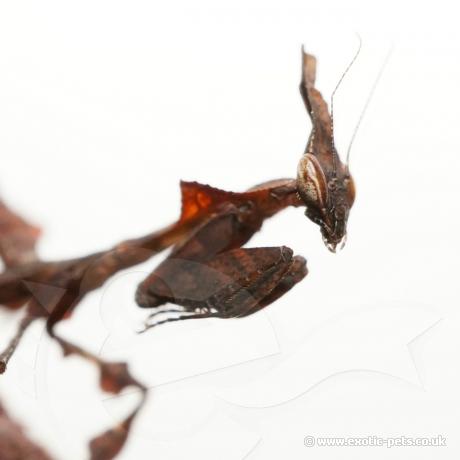 Ghost Praying Mantis - Phyllocrania paradoxa