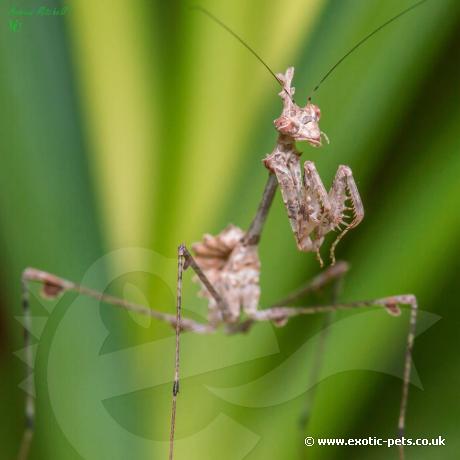 Cryptic Mantis - Sibylla pretiosa