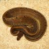 Royal Python or Ball Python - Python regius