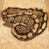 Royal Python or Ball Python - Python regius