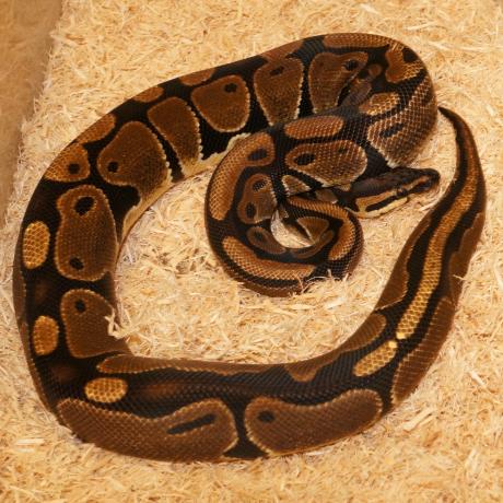 Royal Python or Ball Python - Python regius