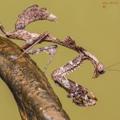 Dead Leaf Mantis - Deroplatys sp