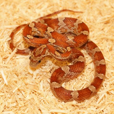 Corn Snake - Pantherophis guttatus