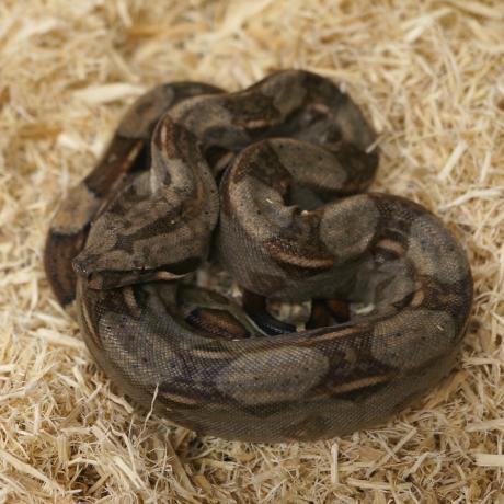 Common Boa Constrictor - Boa constrictor imperator