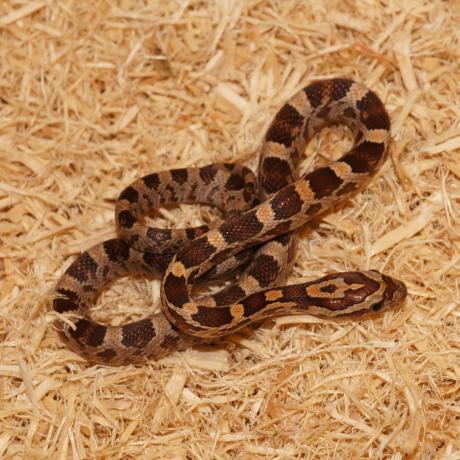 Corn Snake - Pantherophis guttatus